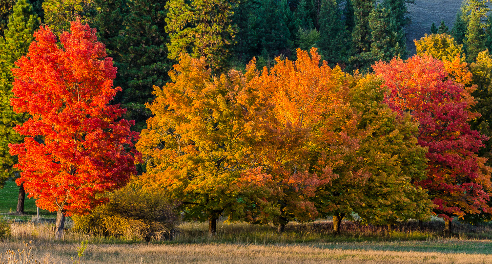 Idaho Fall Sunset along Woodland Road – Volkhard Graf | Photography